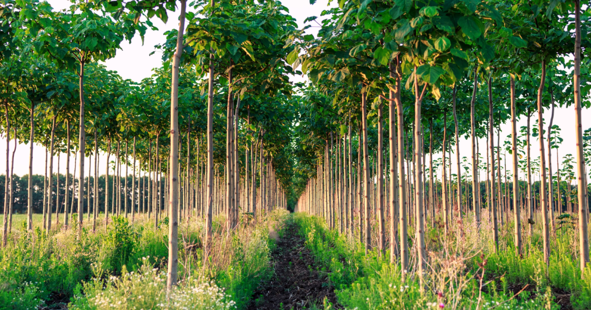 Why We Use Paulownia Wood I Blog | Gadsby